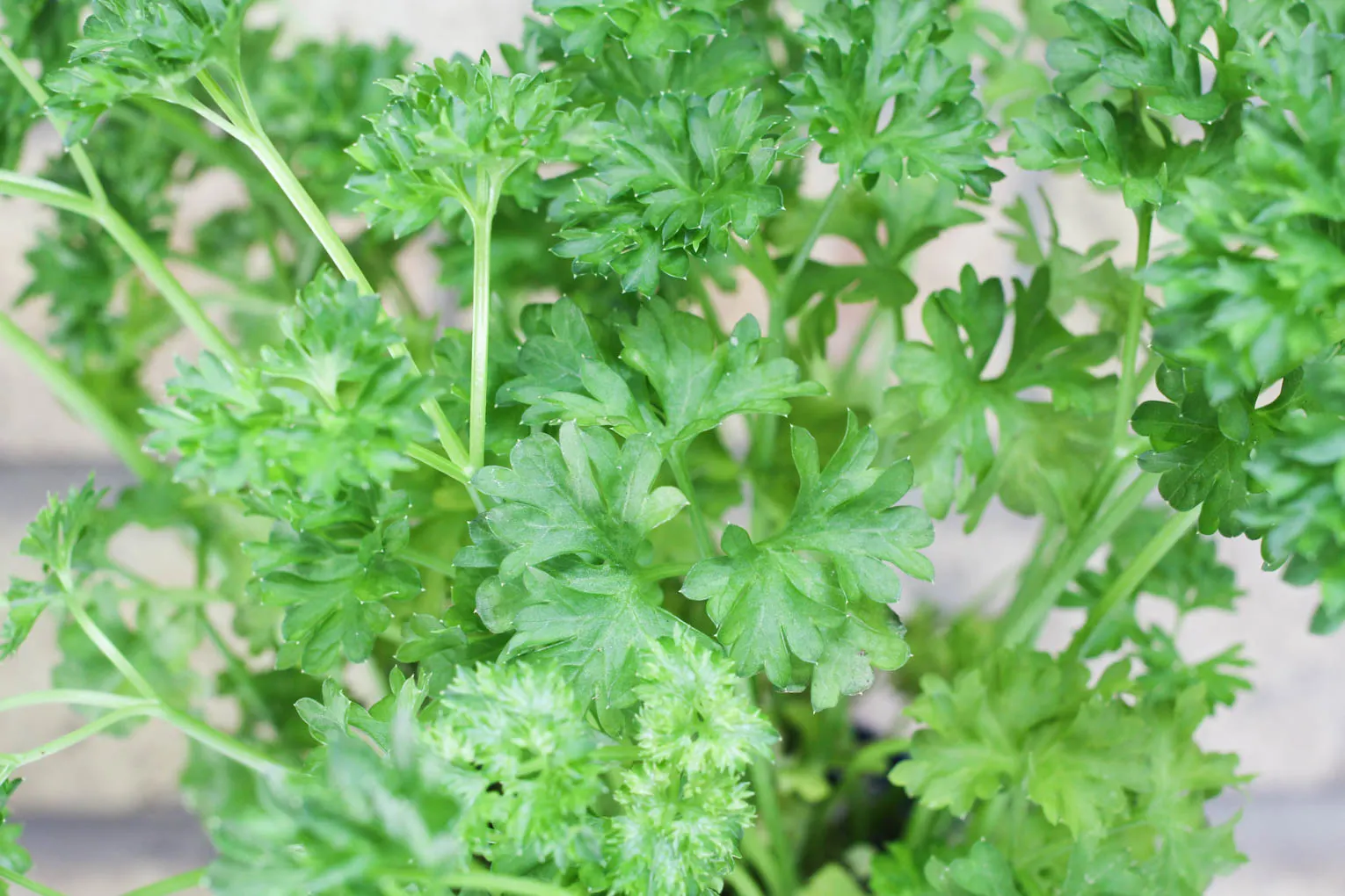 How to Use Fresh Herbs in Cooking | MariaUshakova.com