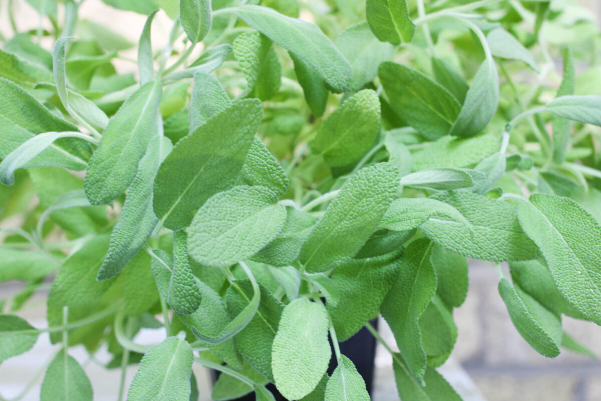 How to Use Fresh Herbs in Cooking | MariaUshakova.com