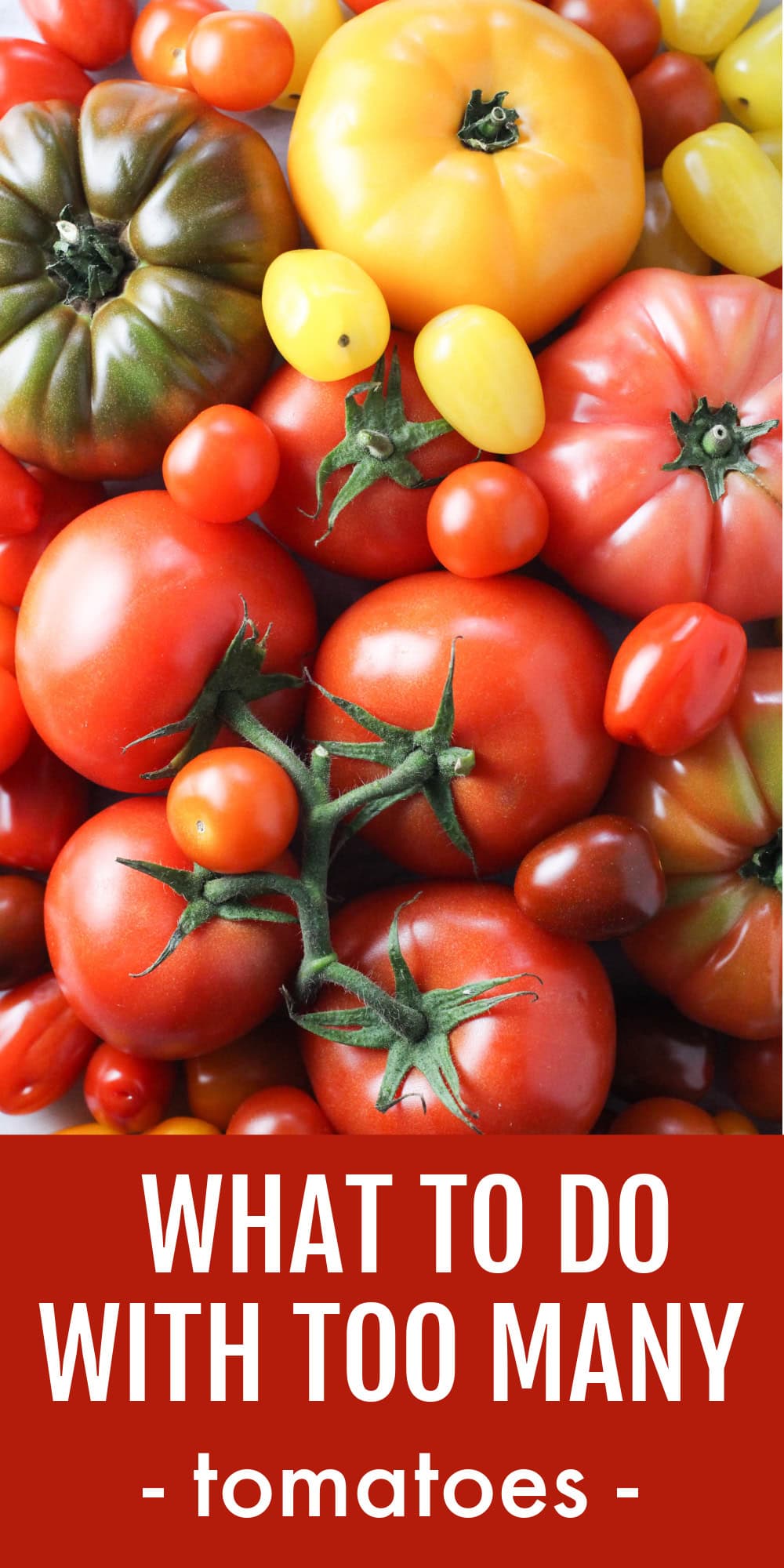 What to Do with Too Many Tomatoes (Ideas, Recipes+Tips) | MariaUshakova.com